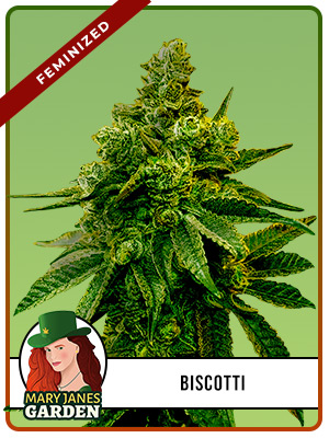 Biscotti Strain Feminized Marijuana Seeds | Mary Jane's Garden