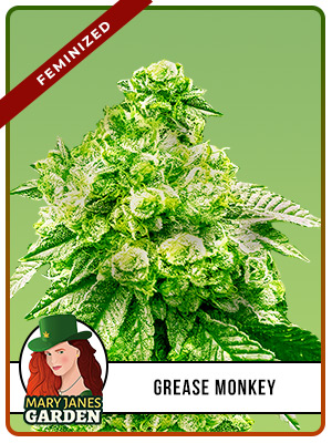 Grease Monkey Strain Feminized Marijuana Seeds | Mary Jane's Garden