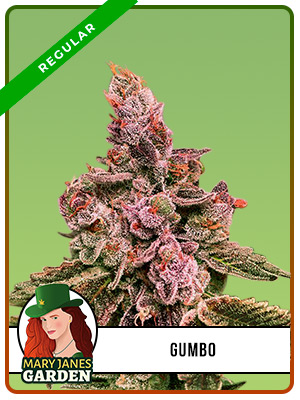 Gumbo Strain Regular Marijuana Seeds | Mary Jane’s Garden
