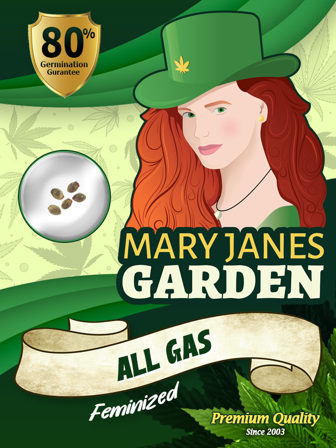 All Gas Strain Feminized Marijuana Seeds | Mary Jane's Garden