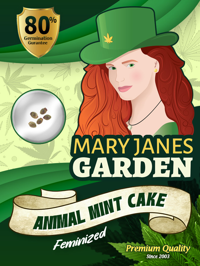 Animal Mint Cake Strain Feminized Marijuana Seeds | Mary Jane's Garden