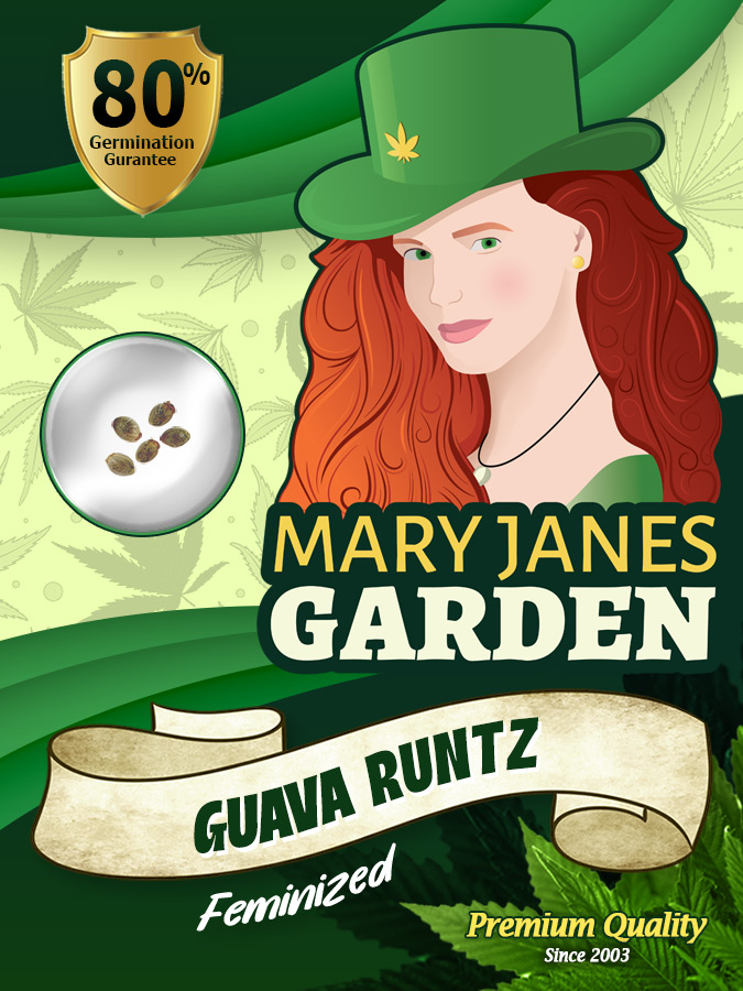 Guava Runtz Strain Feminized Marijuana Seeds | Mary Jane's Garden