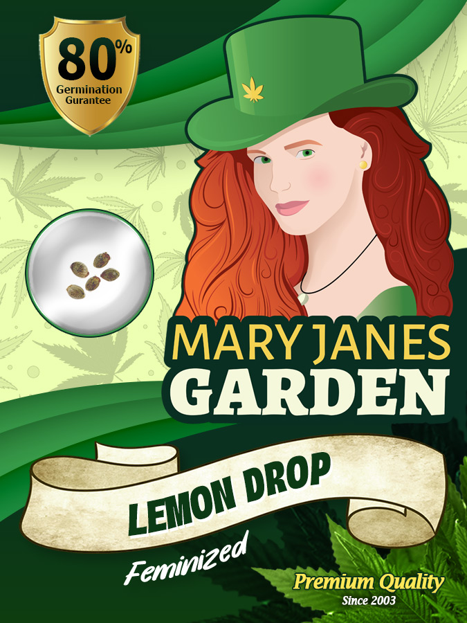 Lemon Drop Strain Feminized Marijuana Seeds | Mary Jane's Garden