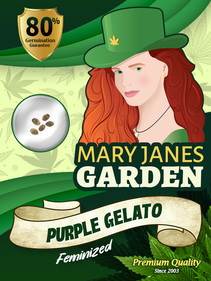 Purple Gelato Strain Feminized Marijuana Seeds | Mary Jane's Garden