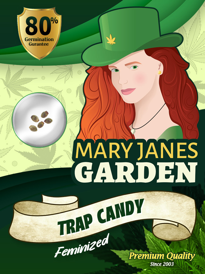 Trap Candy Strain Feminized Marijuana Seeds | Mary Jane's Garden