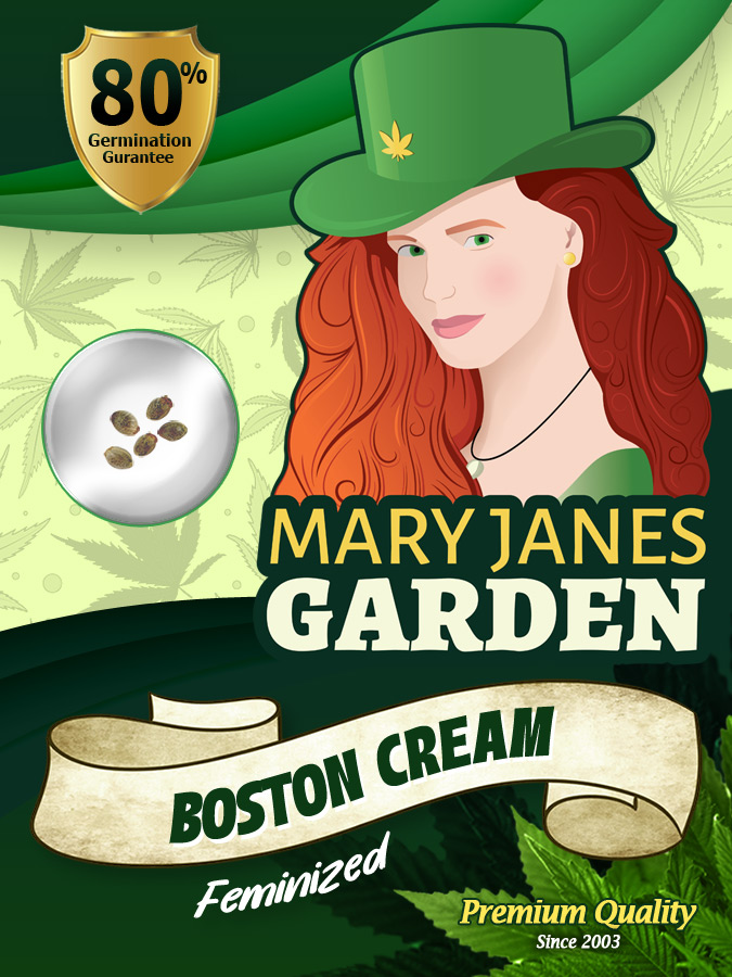 Boston Cream Strain Feminized Marijuana Seeds | Mary Jane's Garden