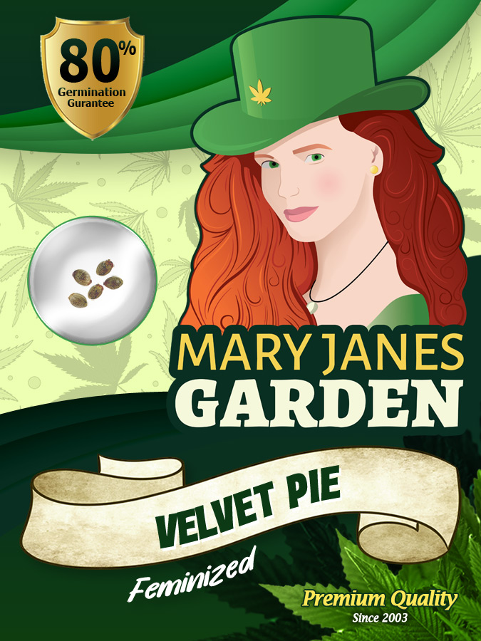 Velvet Pie Strain Feminized Marijuana Seeds | Mary Jane's Garden
