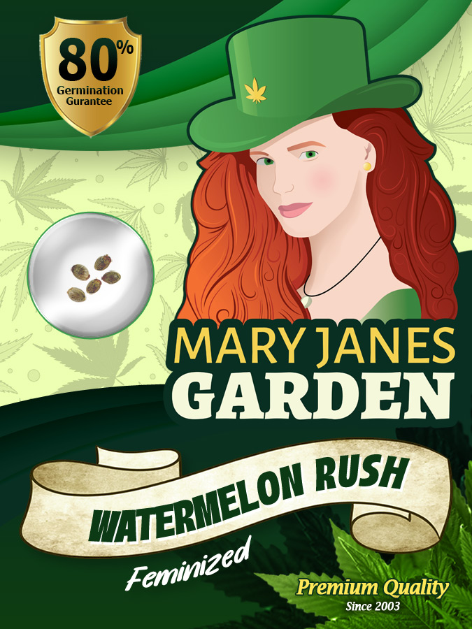 Watermelon Rush Strain Feminized Marijuana Seeds | Mary Jane's Garden
